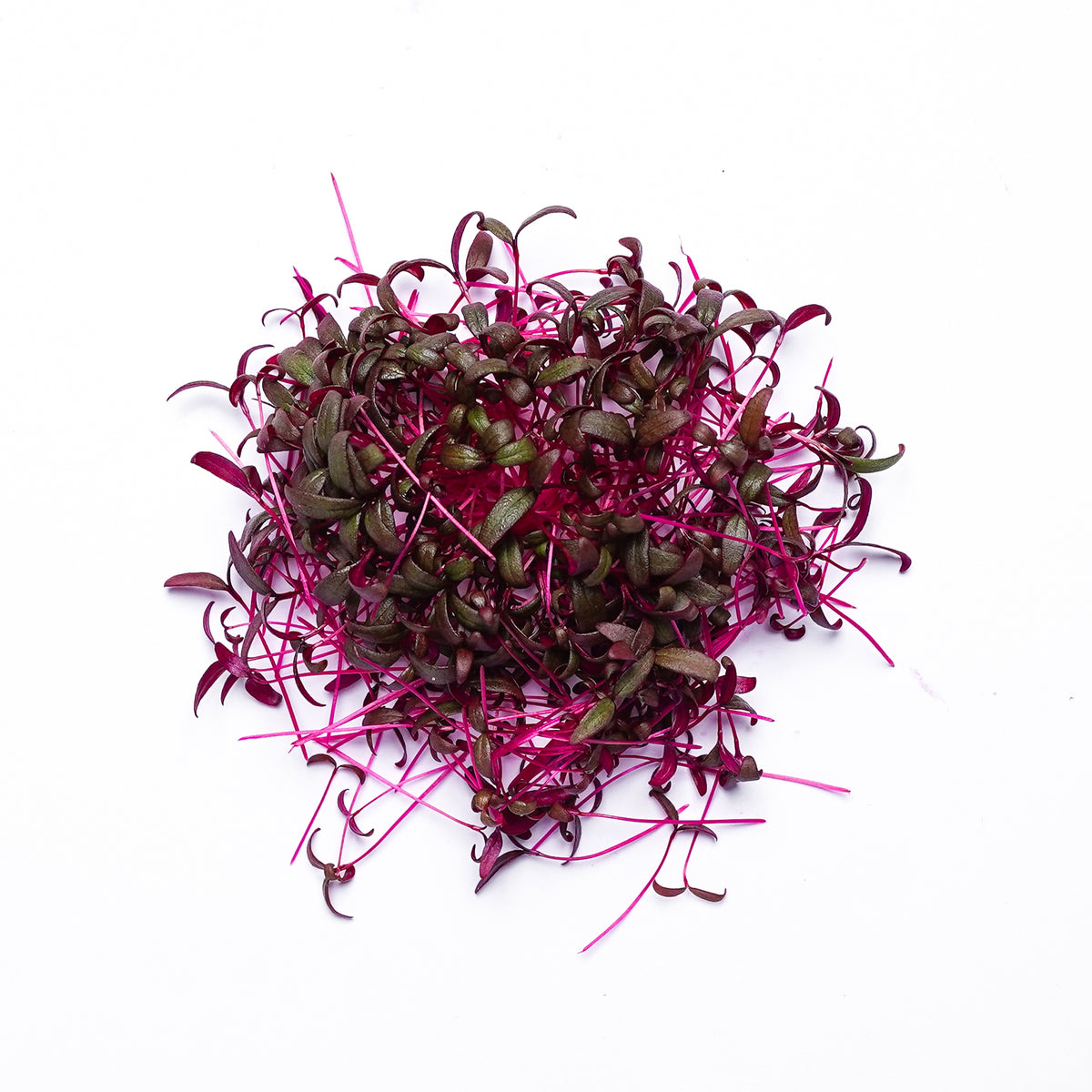 Beetroot Amaranth – Badia Farms ME
