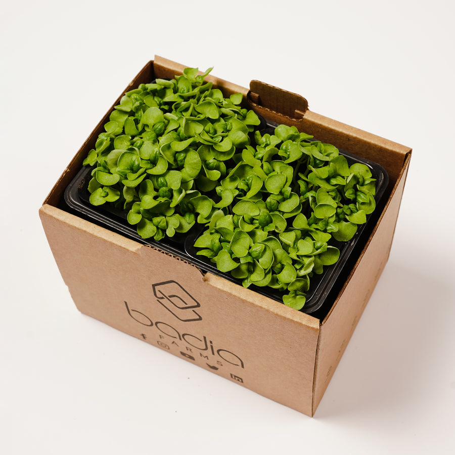 Microgreen Punnets – Badia Farms ME
