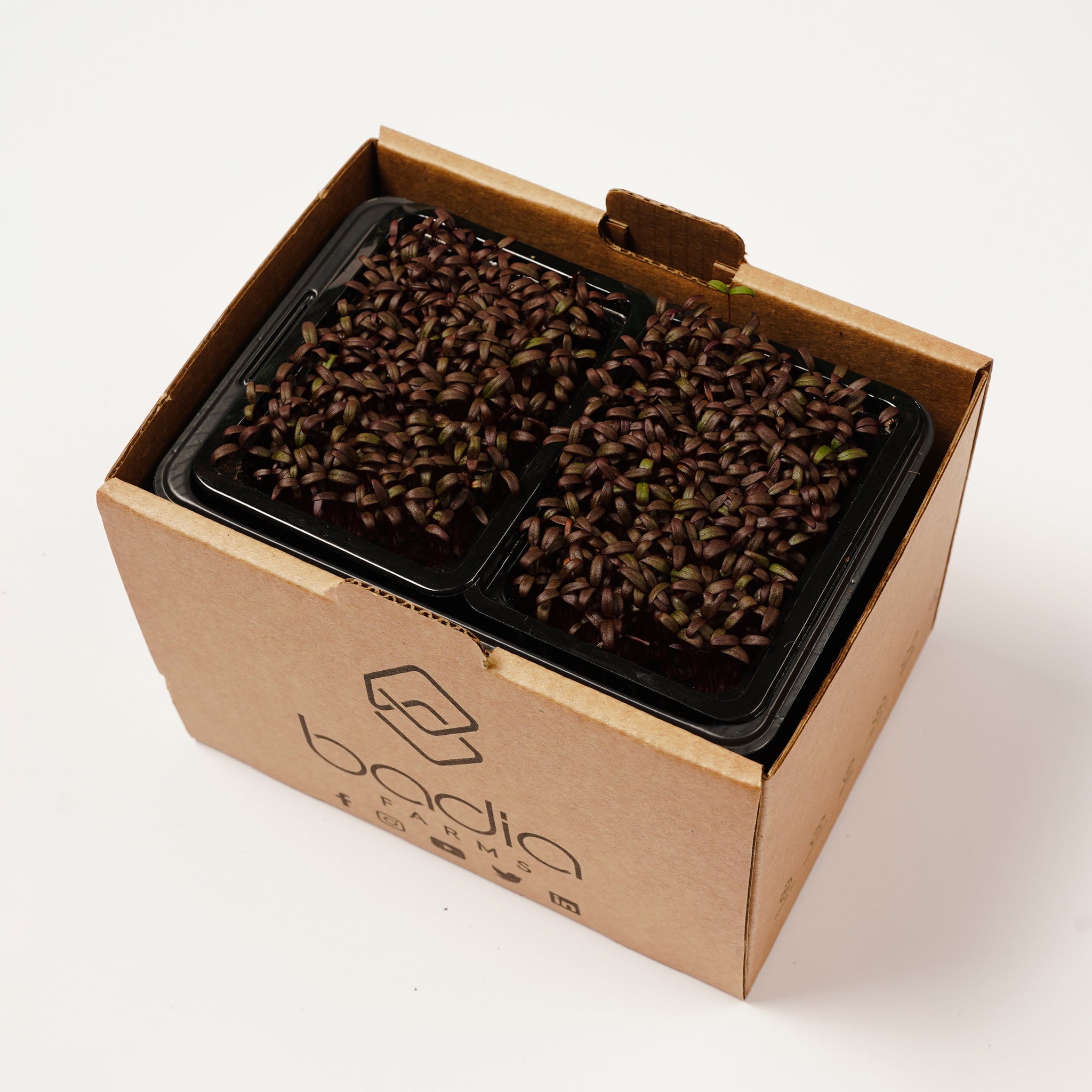 Beetroot Amaranth – Badia Farms ME
