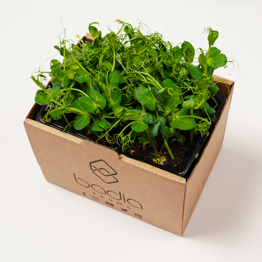 Microgreen Punnets – Badia Farms ME
