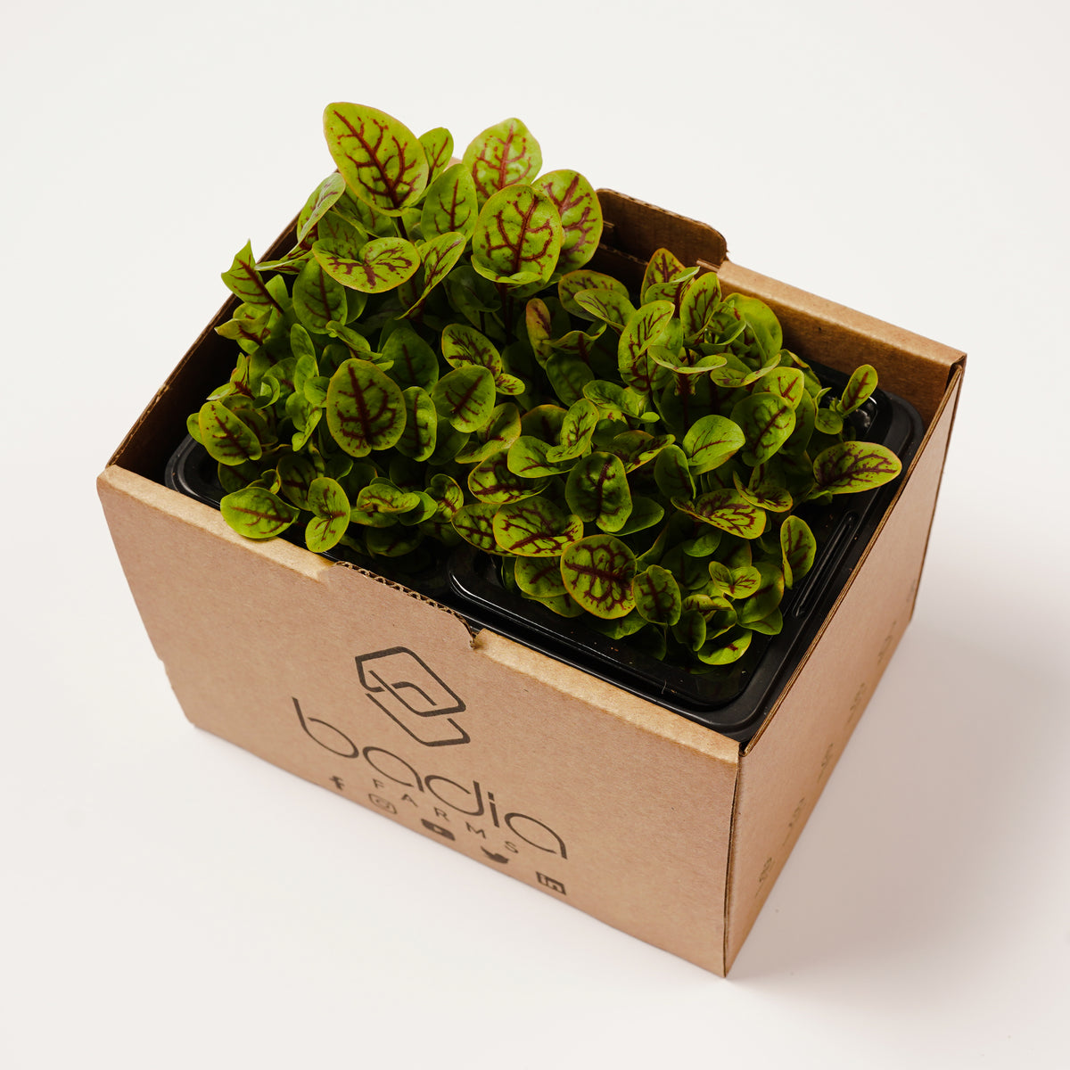 Sorrel – Badia Farms ME